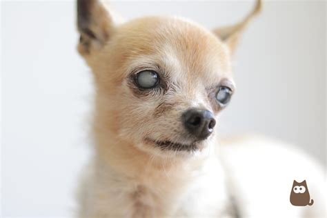 Por qué mi perro tiene un ojo blanco Corporación Dejando Huella