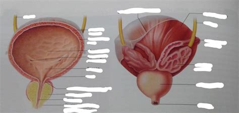 Male Bladder Diagram Quizlet