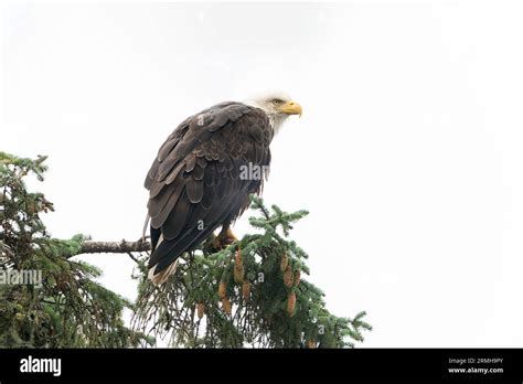 American Bald Eagle Haliaeetus Leucocephalus Single Adult Perched On