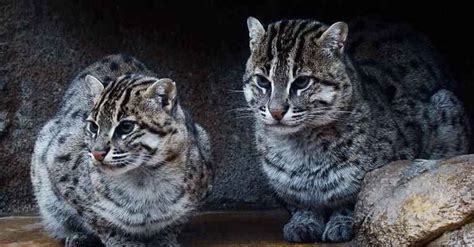 Gato Iriomote Yamaneko Esp Cie Rara E Selvagem Do Jap O Gatos Gato
