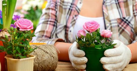 C Mo Plantar Correctamente Un Rosal Blog Verdecora