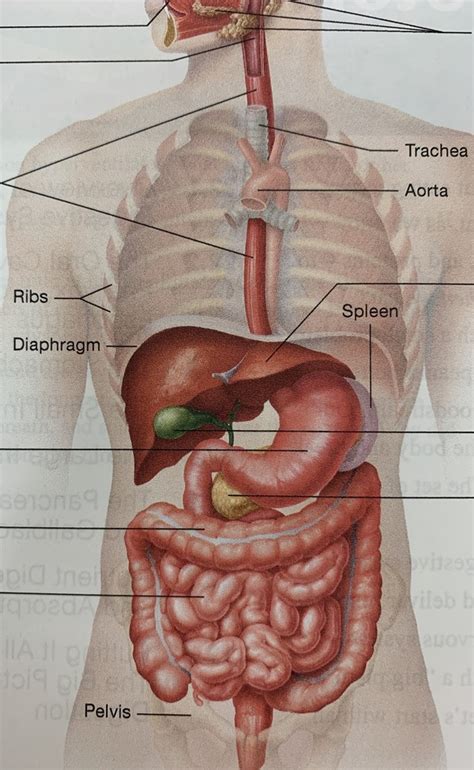 Overview Of The Digestive System Diagram Quizlet