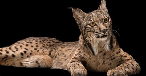 Lince Ibérico Lynx pardinus S O S Sexta extinção em massa de