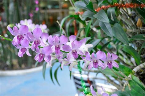 How Long Do Orchid Blooms Last Botanic Box