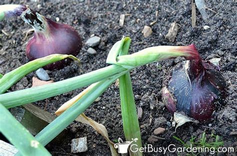 Cultiver Des Oignons Le Guide Complet Les Jardins De Laurent