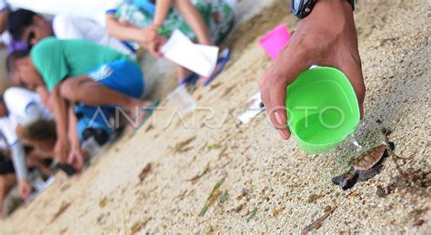 WISATA PELEPASAN TUKIK SISIK ANTARA Foto