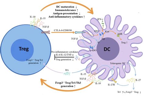 Frontiers Crosstalk Between Dendritic Cells And Regulatory T Cells