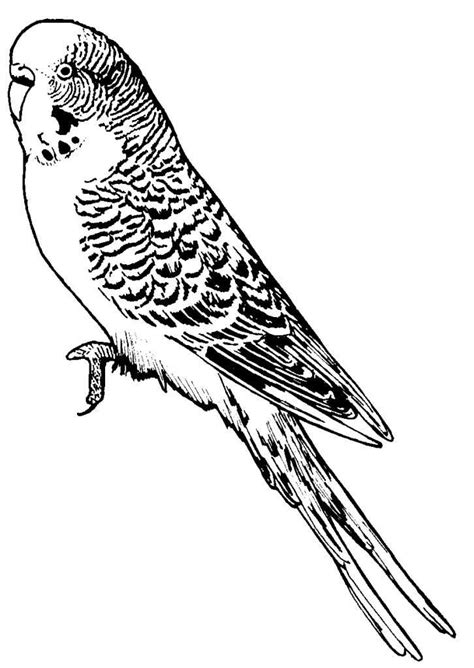 Coloriage Perruches Gratuit