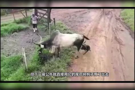 两只狗子不知天高地厚公然挑衅公牛结果输的很惨