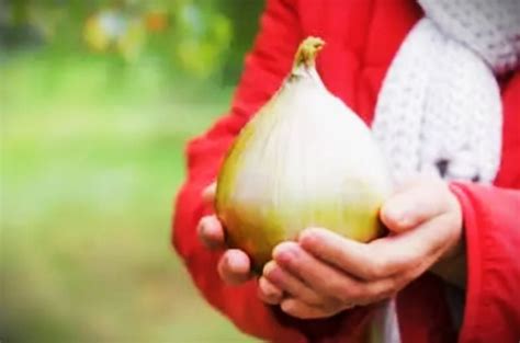 Cómo cultivar cebollas más grandes MDZ Online