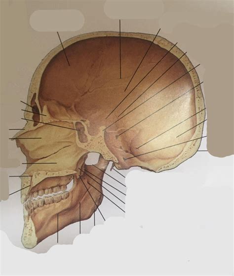 Motitié droite du crâne coupe sagittale médiane Diagram Quizlet