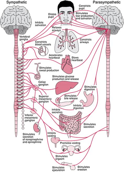 Autonomic Nervous System Introduction Types Dysfunction