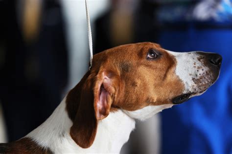 Animaux Tout Ce Qu Il Faut Savoir Sur Les Petits Chiens