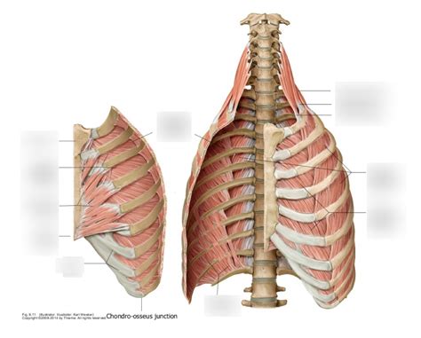 Muscles Of Thoracic Wall Diagram Diagram Quizlet