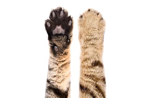 Cat Paw Anatomy Facts Care Guide Pictures FAQs More