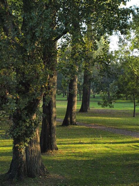 Fotos gratis paisaje árbol naturaleza bosque césped planta