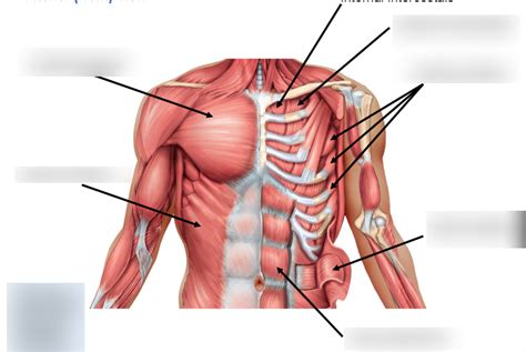 Upper Body Muscles Diagram Quizlet