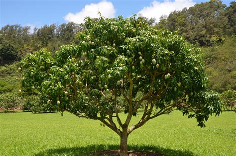 Mango Mangifera Indica