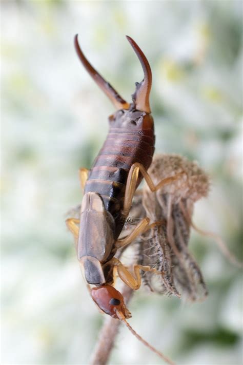 Perce oreilles comment se débarrasser de ces nuisibles dans vos