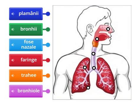 Sistemul Respirator Labelled Diagram