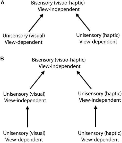 frontiers visuo haptic multisensory object recognition categorization and representation