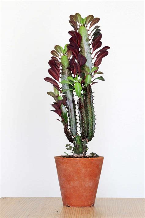 Best Cactus Varieties To Grow Indoors
