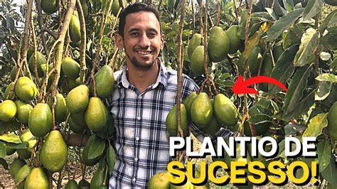 COMO TER SUCESSO NO CULTIVO DO ABACATE Antes De Plantar Abacate Veja