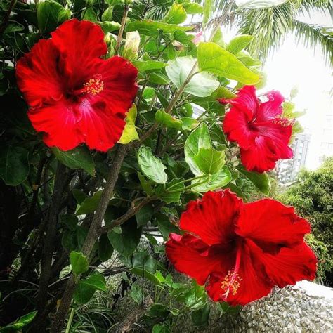 Aprender Sobre 67 Imagem Flor De Hibisco Significado Br Thptnganamst