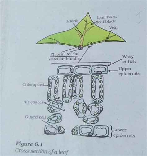 Draw A Neat Labelled Diagram Of Xylem And Phloem And