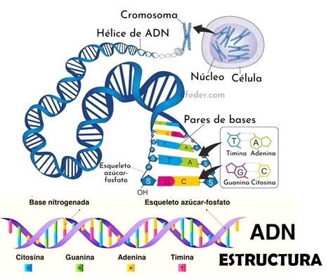 D Nde Se Encuentra El Adn Descubre Su Ubicaci N