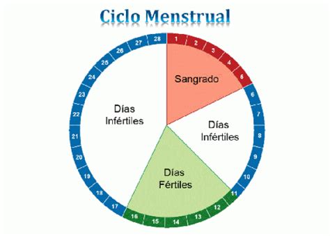 Cómo se calculan los días fértiles de la mujer Clínica de
