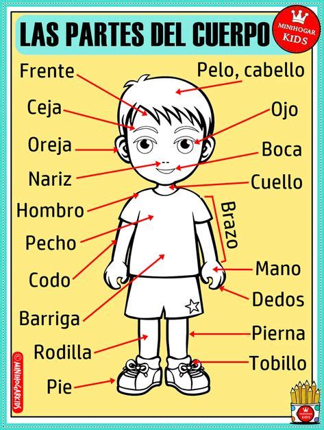 Partes Del Cuerpo En Espanol