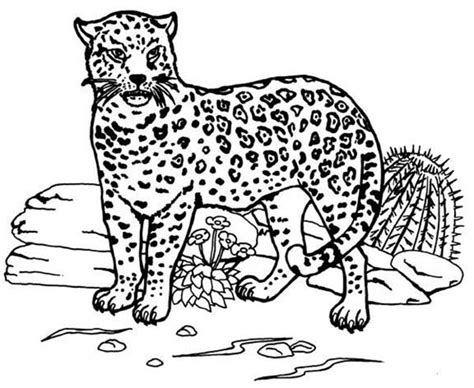 125 Desenhos de Onça GRÁTIS para Imprimir e Colorir