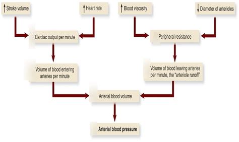 Increase Cardiac Output