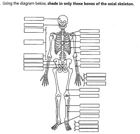 The Human Skeleton Worksheets