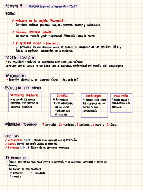 EF Morfo 2 Apunte De Los Temas Para La Final Semana 9 Anatomia