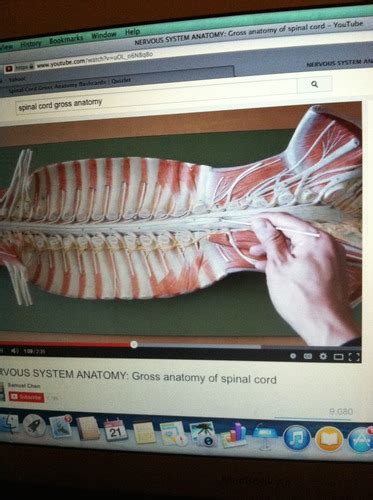 Spinal Cord Gross Anatomy Flashcards Quizlet