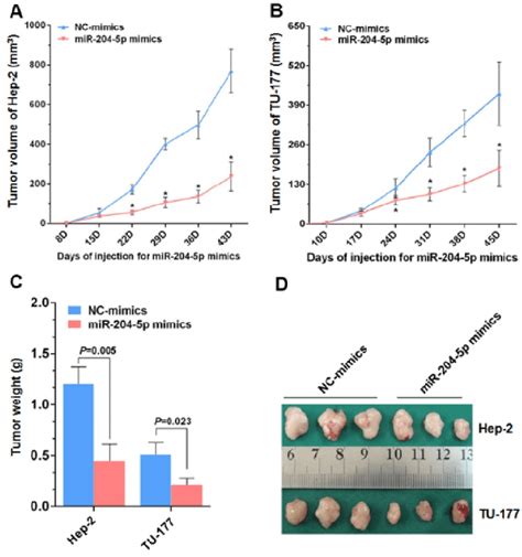 Mir P Inhibits Hep And Tu Tumor Growth In Vivo After