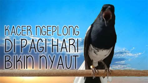 Terapi Kacer Gacor Ngeplong Di Pagi Hari Memancing Kacer Apa Saja Bikin