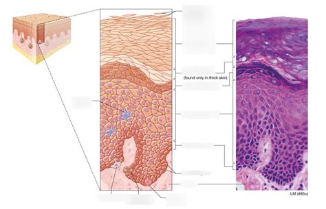 Diagrammatic And Histological View Of The Epidermis Diagram Quizlet