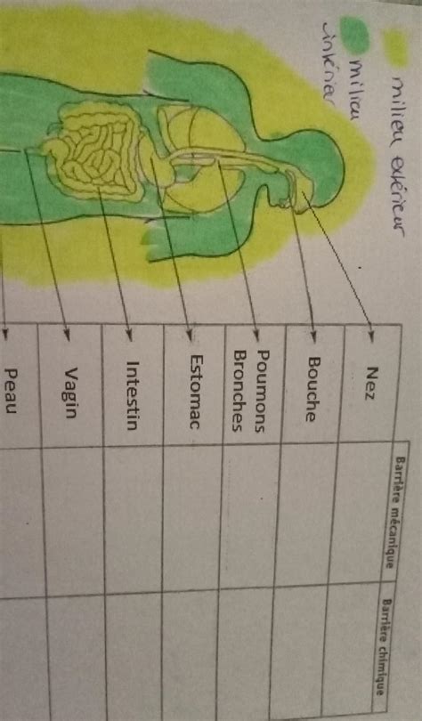 Bonjour J Aurais Besoin D Aide Sur Ce Devoir D Svt Exercice En