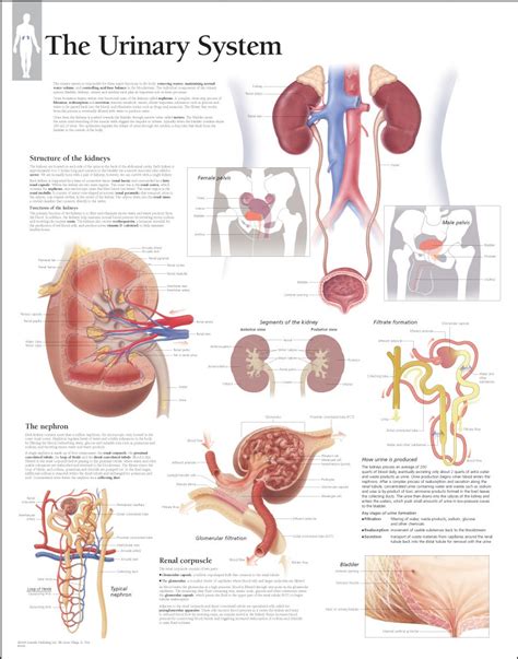 Female Reproductive And Urinary System Diagram Male Urinary