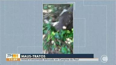 PITV 1ª Edição Animal é encontrado enforcado em Campinas do Piauí