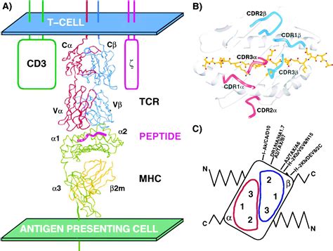 T Cell ReceptorMHC Interactions Up Close Cell