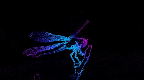 Dragonfly Purple Dragonfly Hd Wallpaper Pxfuel