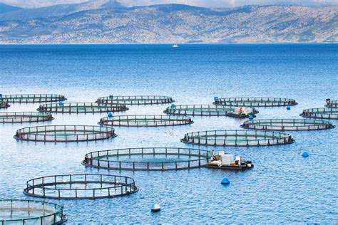 Unpacking The Uns Sustainable Development Goals The Healthy Fish