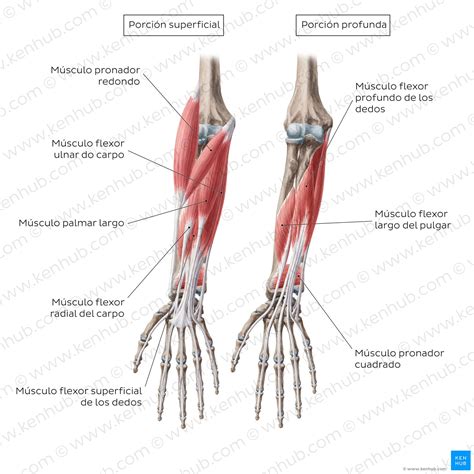 Codo y antebrazo anatomía Músculos huesos del antebrazo Kenhub