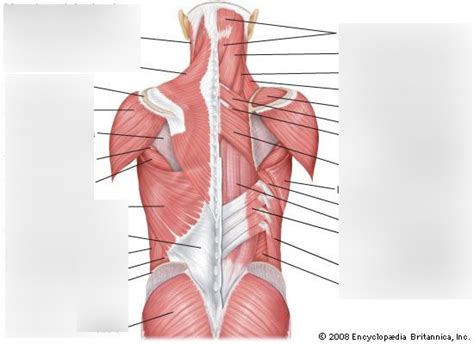 DIAGRAM Back And Shoulder Muscles Diagram Quizlet