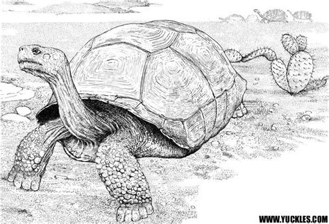 Tortoise Coloring Page By YUCKLES Coloring Pages Disney Coloring