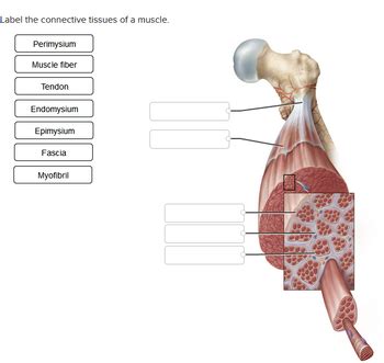Answered Label The Connective Tissues Of A Bartleby